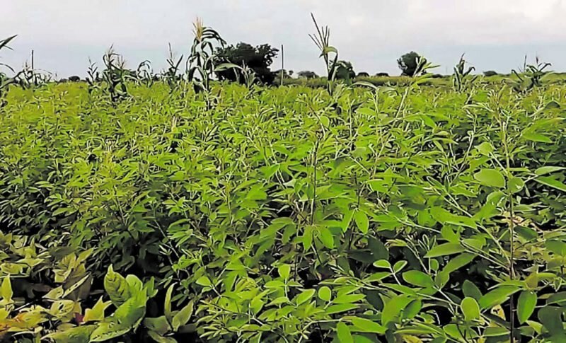 अरहर दाल की खेती कैसे करे