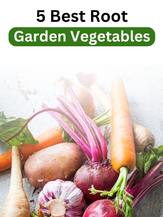 5 Best Root Garden Vegetables – Web Stories