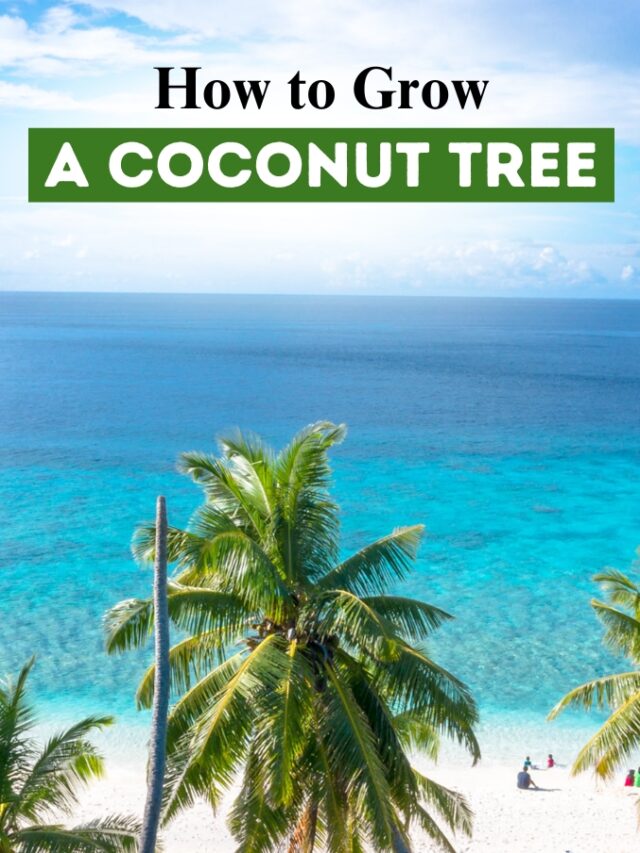How to grow a coconut Tree ? – Web Stories