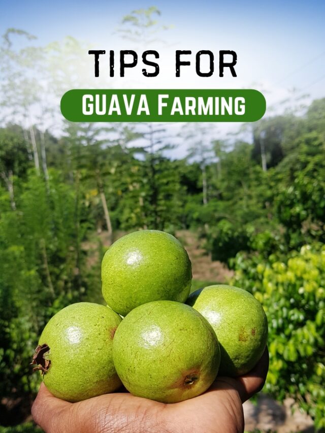 Tips for Guava Farming – Web Stories
