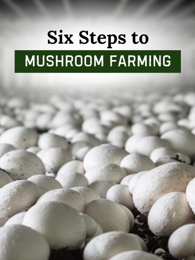 Six Steps to Mushroom Farming – Web Stories
