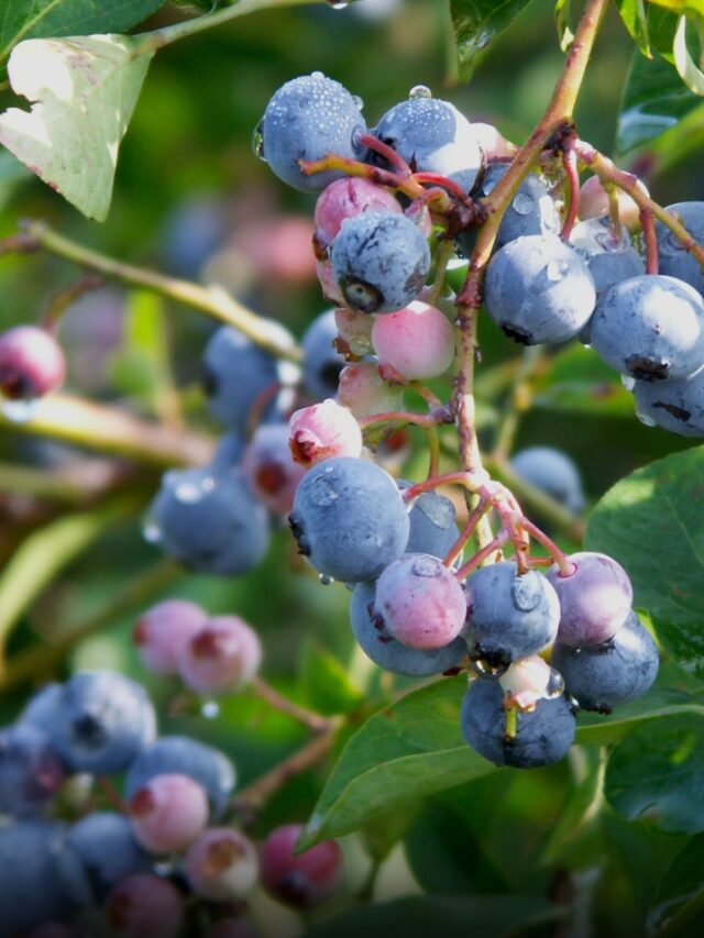 Blueberry Cultivation in India – ब्लू बेरी की खेती कैसे की जाती है ...
